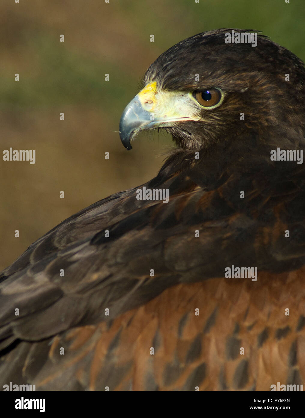 Portrait of Harris Hawk Stock Photo - Alamy