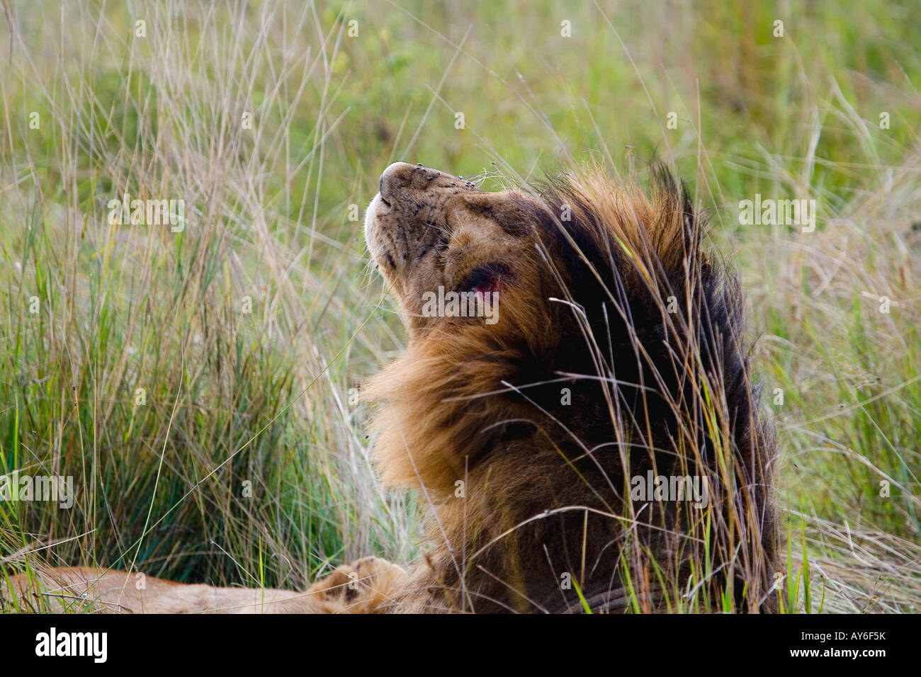 Lion mane hi-res stock photography and images - Alamy
