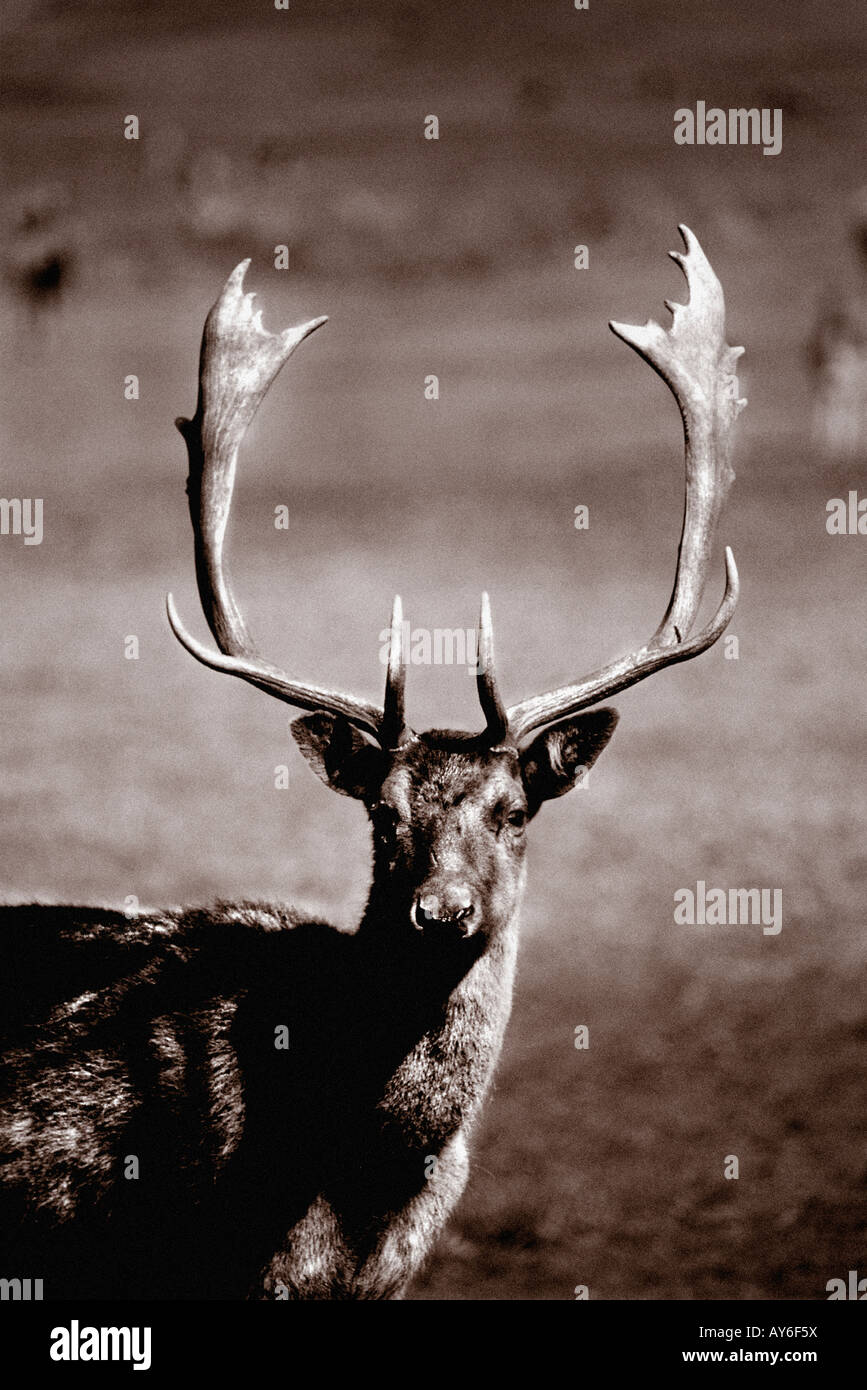 Black and white deer at Margam Park with large Antler, South Wales ...