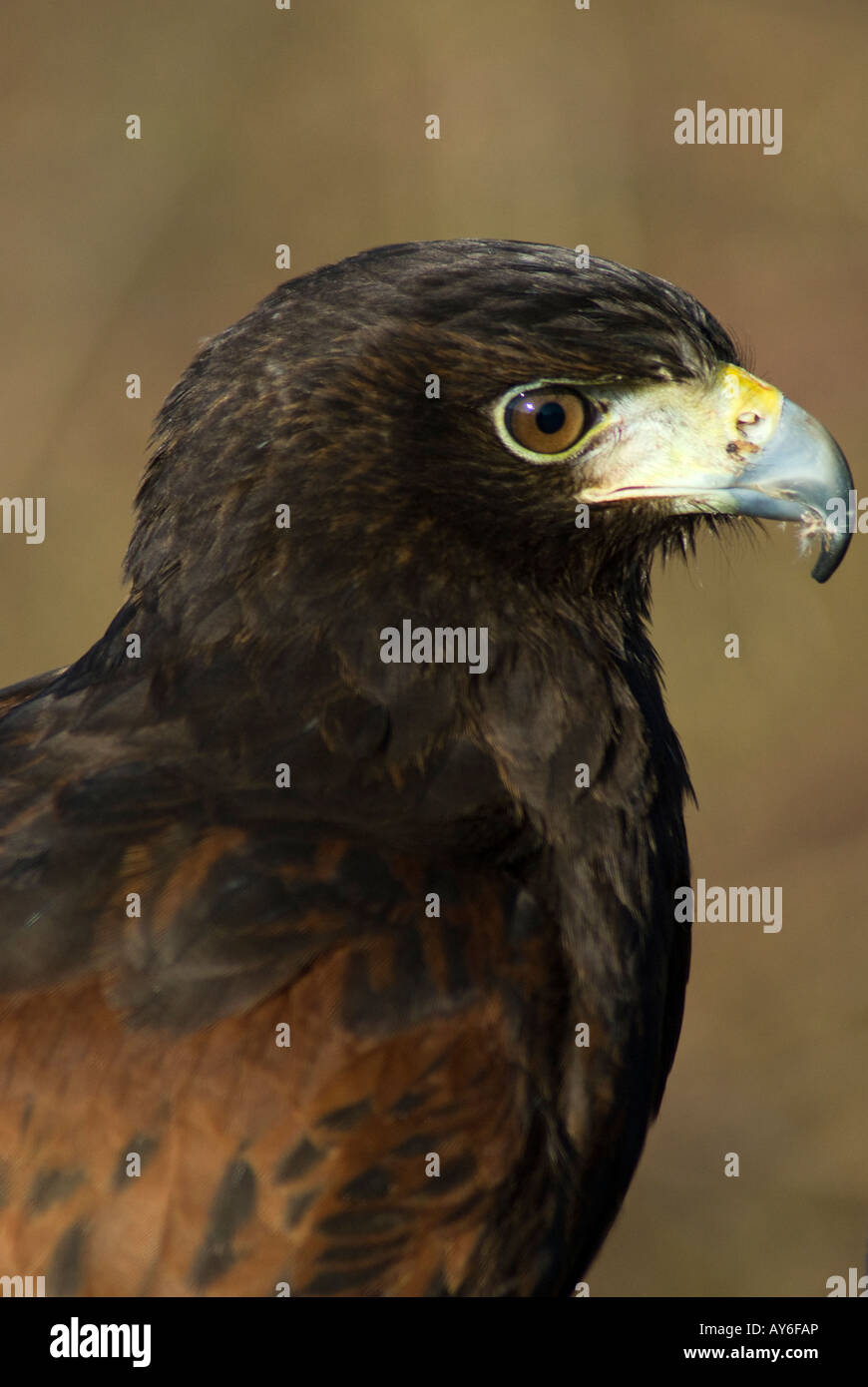 Portrait of Harris Hawk Stock Photo - Alamy