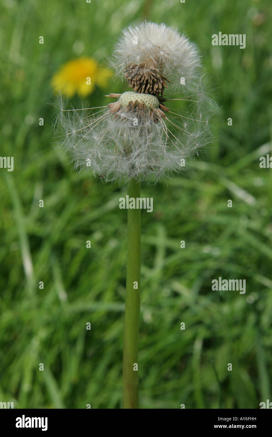 Windswept single dandelion seed head standing tall above bright yellow ...