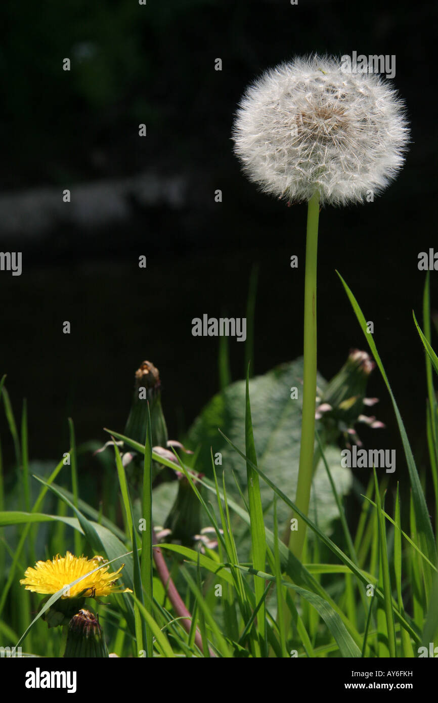 Single dandelion seed head standing tall above bright yellow dandelion ...