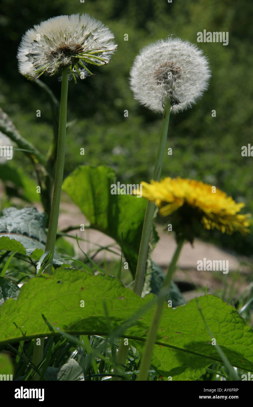 Pair of dandelion seed heads standing tall above bright yellow ...