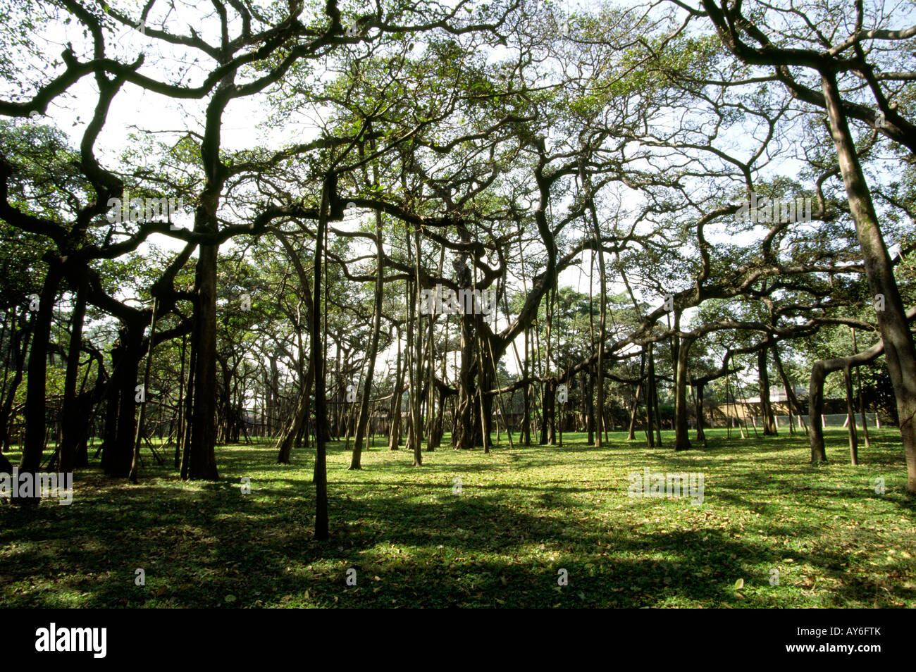 India West Bengal Calcutta Botanical Gardens worlds largest banyan tree ...