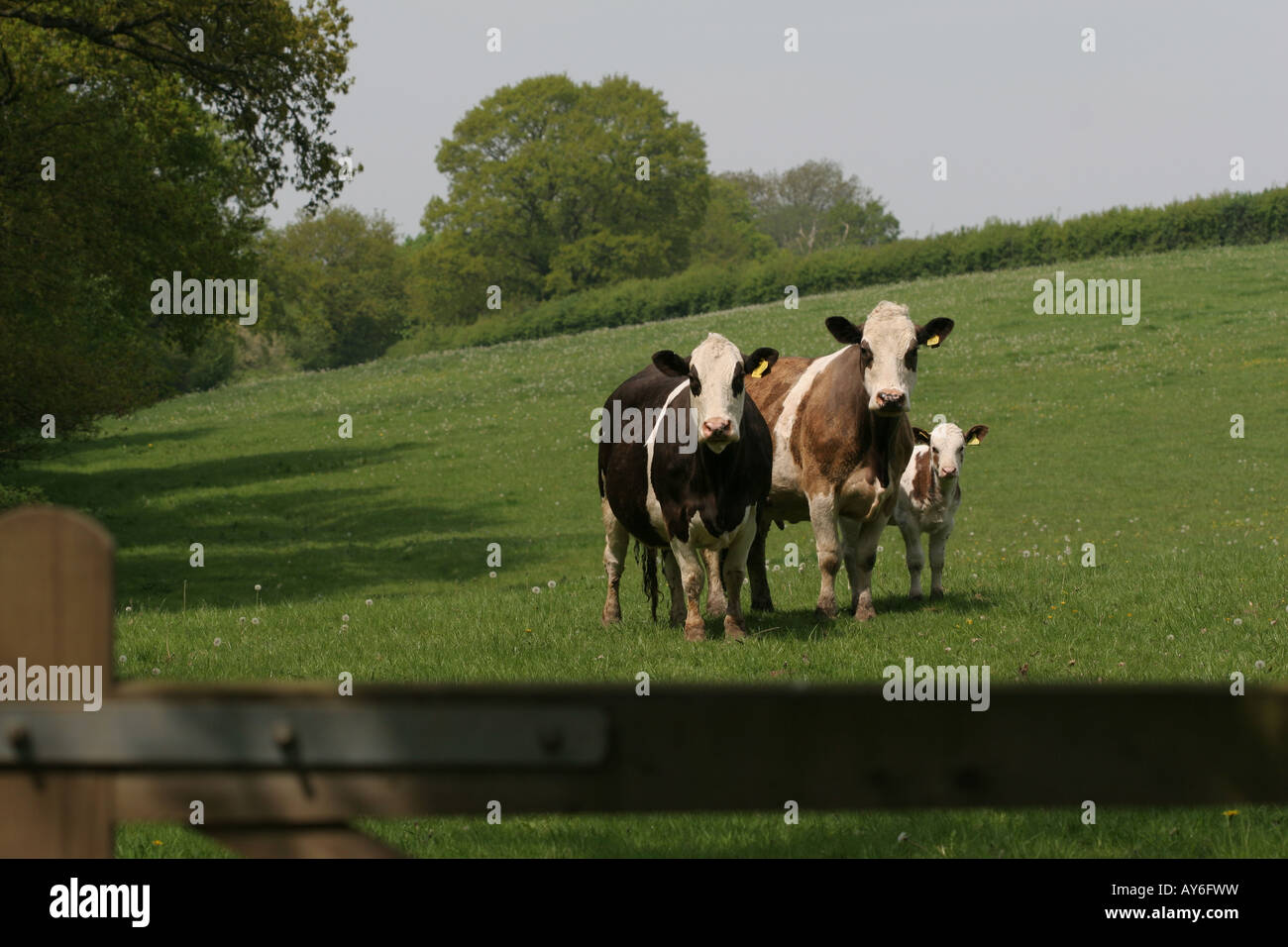 Cows looking over gate hi-res stock photography and images - Alamy