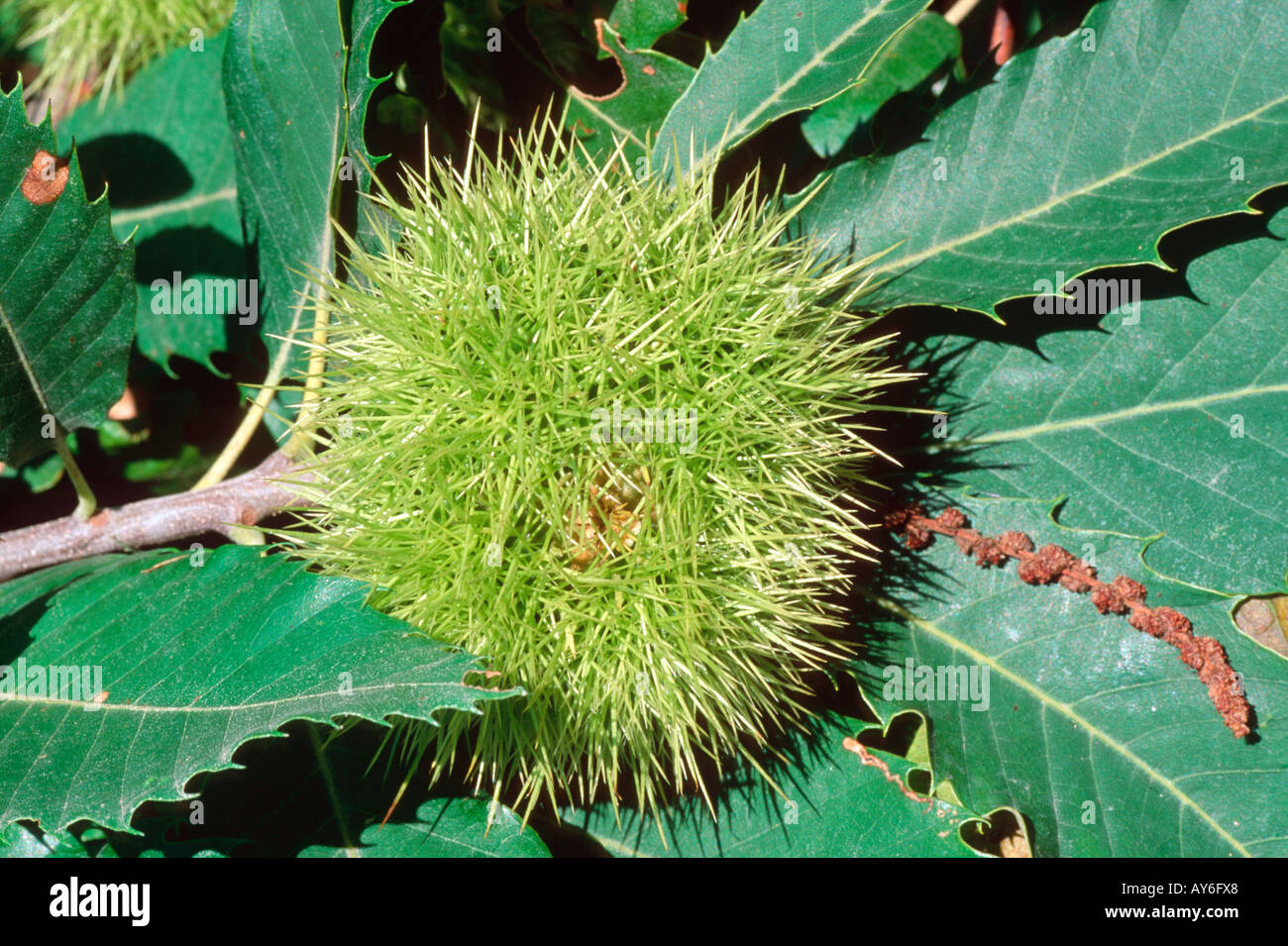 Corse Castanea châtaignier Stock Photo - Alamy