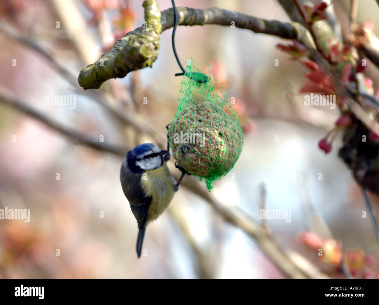 A blue tit ( Parus caeruleus ) feeding on a fat ball in a garden Stock ...