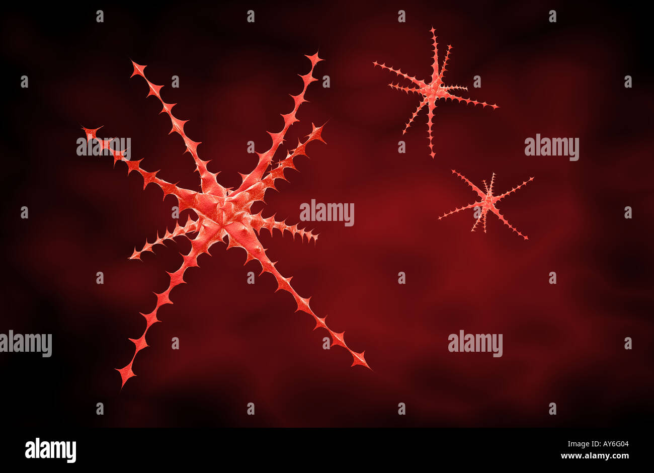 Microaerophilic bacteria hi-res stock photography and images - Alamy