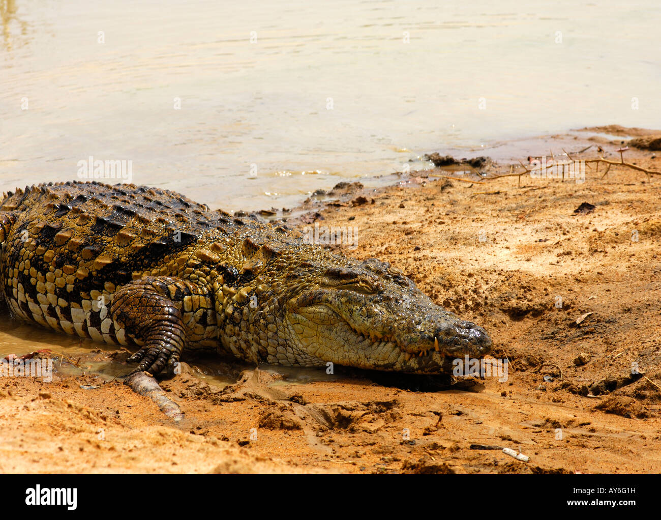 Nile crocodile, Crocodylus niloticus, resting on the shore of the lake ...