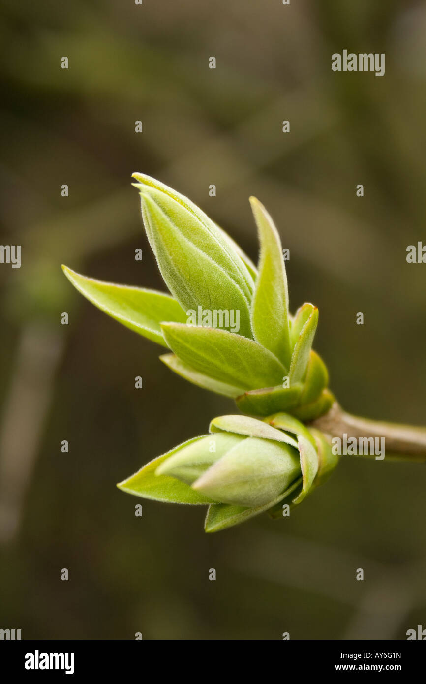 Budding lilac syringa vulgaris hi-res stock photography and images - Alamy