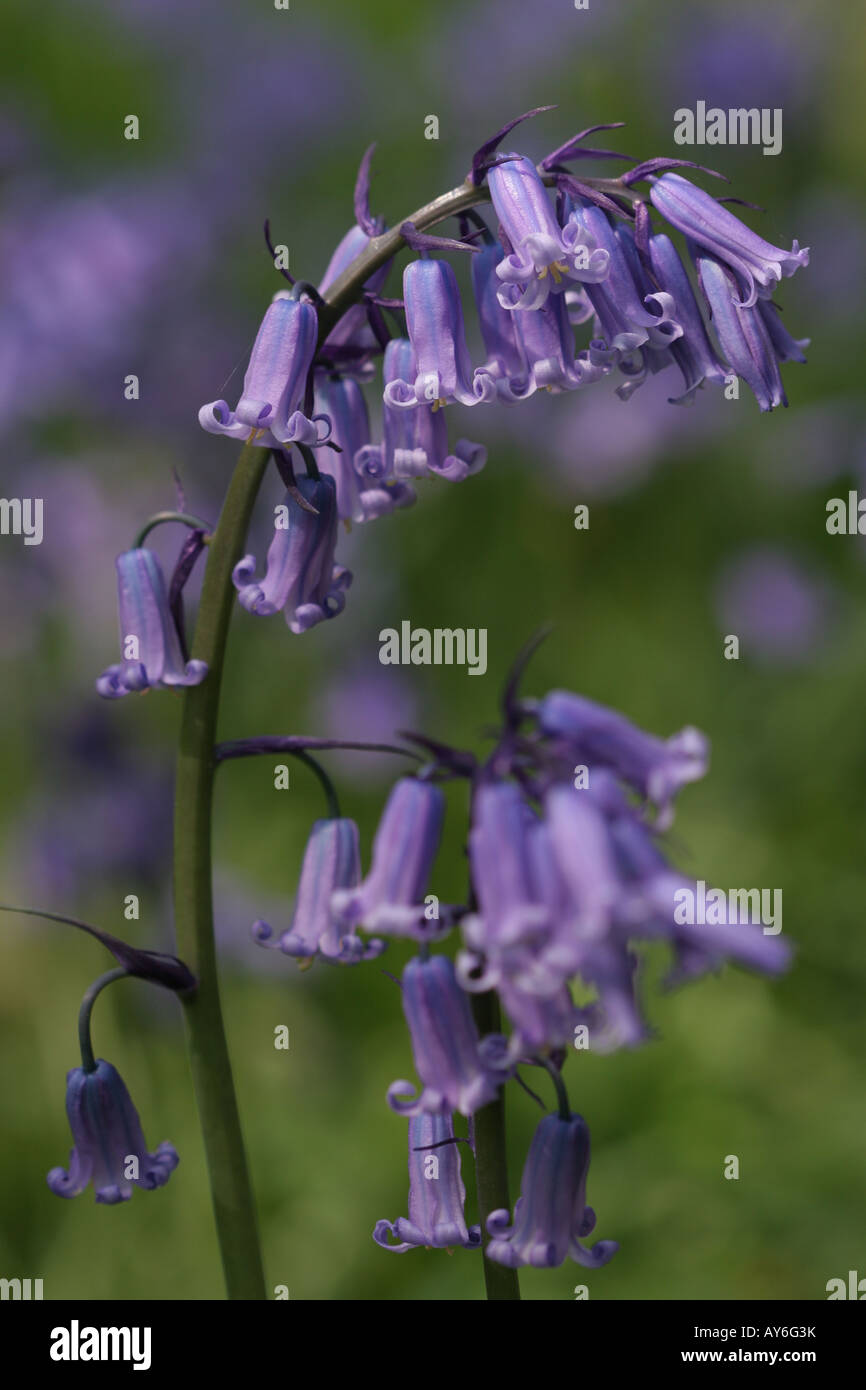 Group of bluebells growing naturally amongst green grass Stock Photo ...