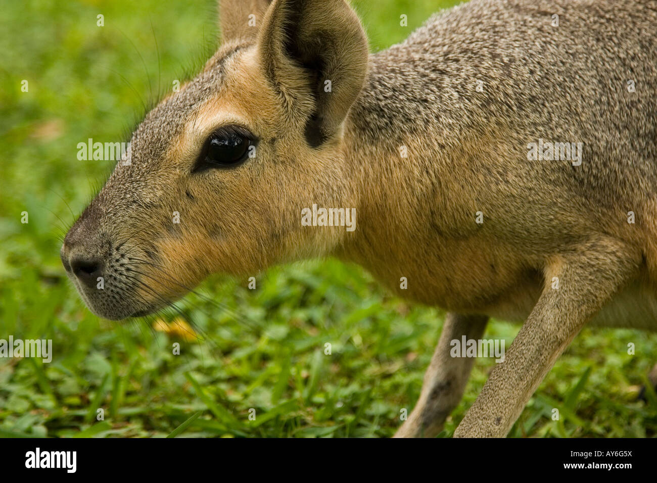 Rodent in Buenos Aires zoo Stock Photo - Alamy