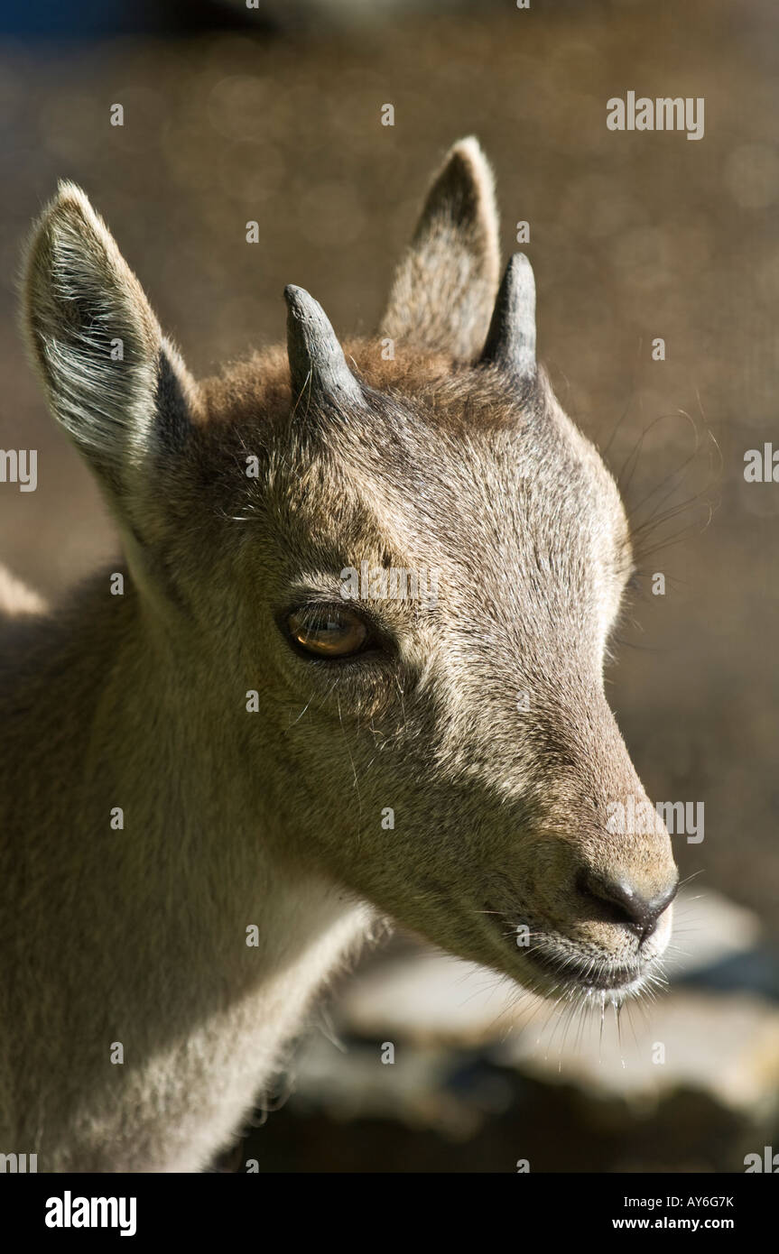 Young Alpine Ibex (Capra ibex ibex) portrait Stock Photo - Alamy