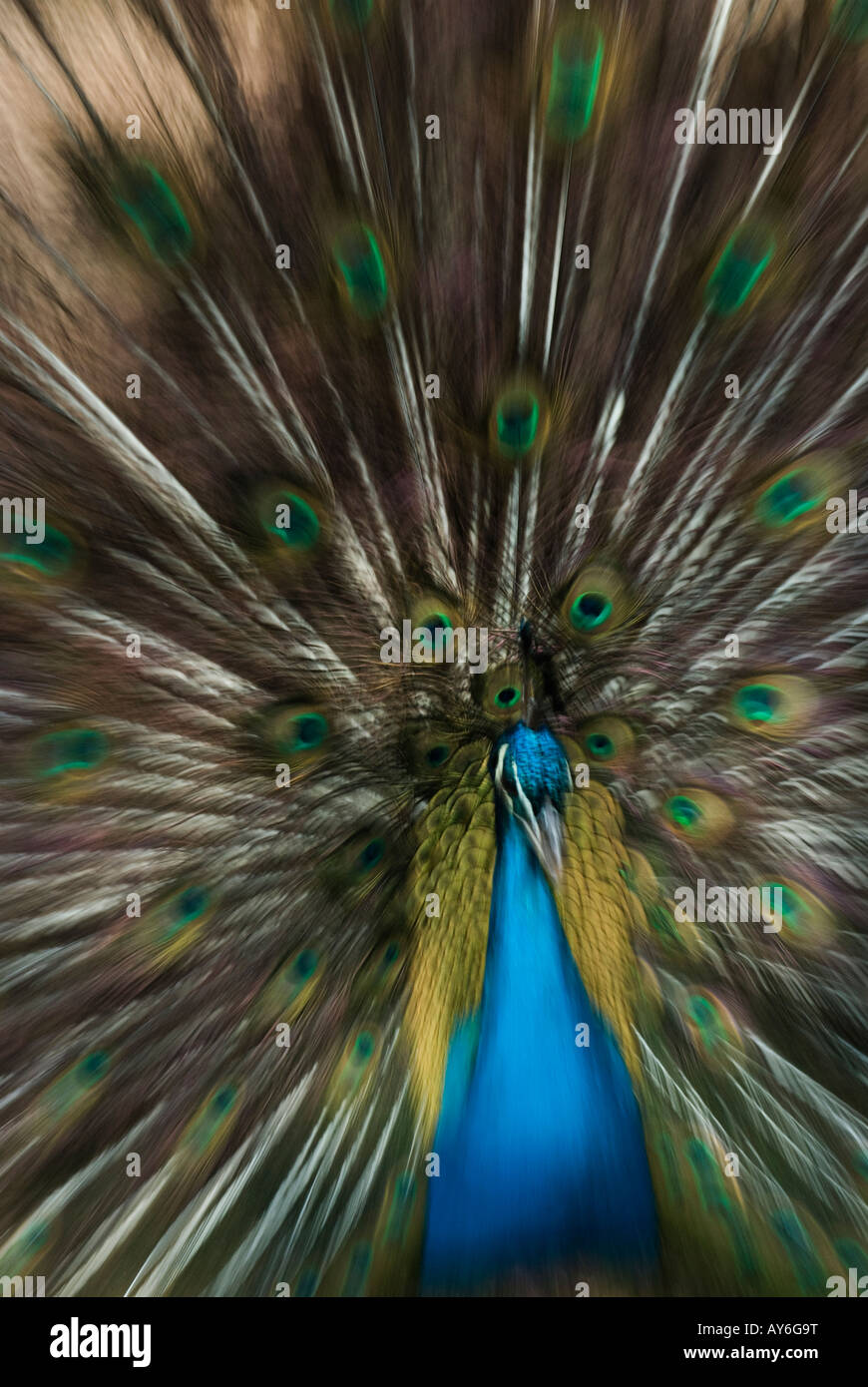 A zoom burst shot of a peacock to show movement Stock Photo - Alamy