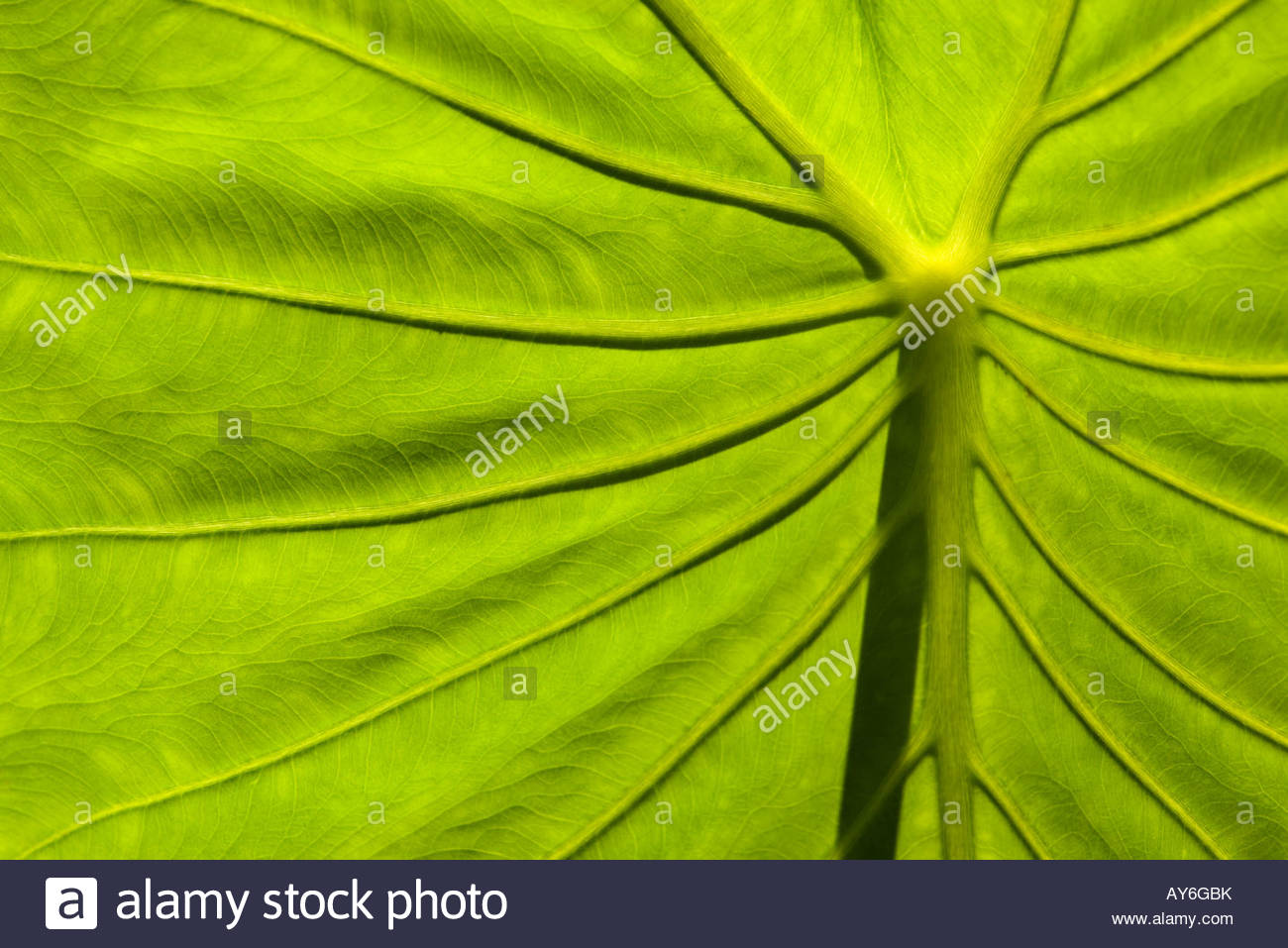 Hawaiian Taro Root High Resolution Stock Photography and Images - Alamy