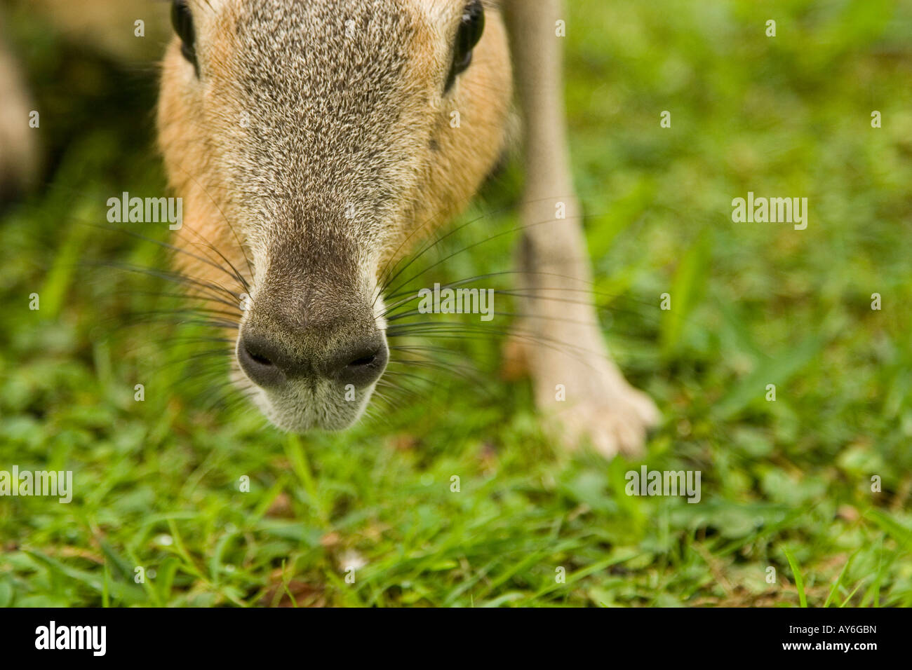 Rodent in buenos aires zoo Stock Photo - Alamy