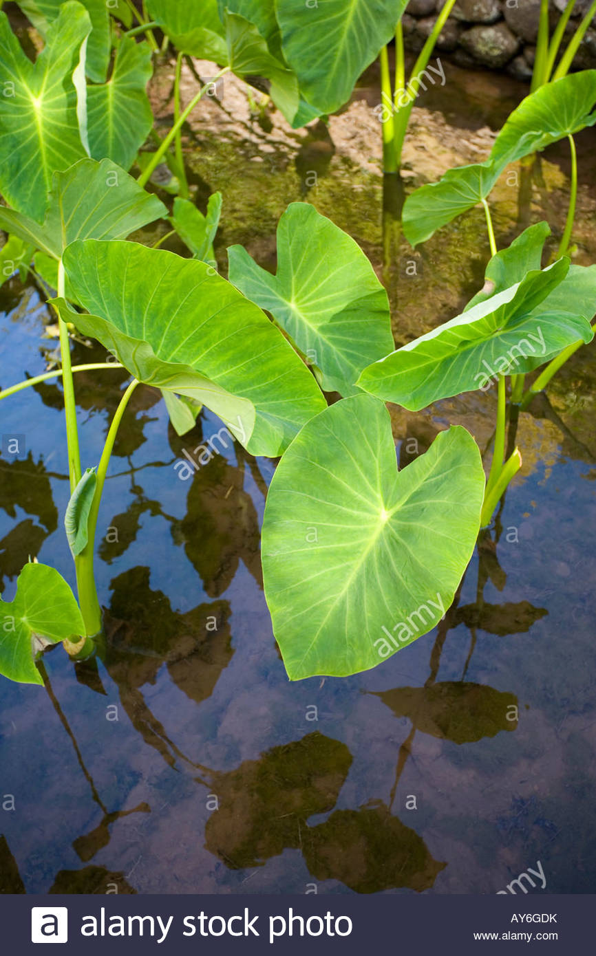 Kalo In Hawaiian Stock Photos & Kalo In Hawaiian Stock Images - Alamy