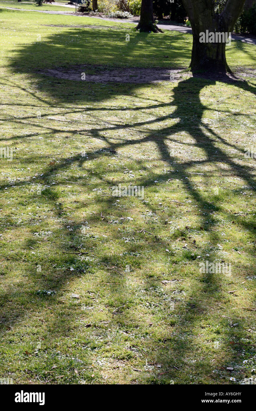 Tree shadow hi-res stock photography and images - Alamy