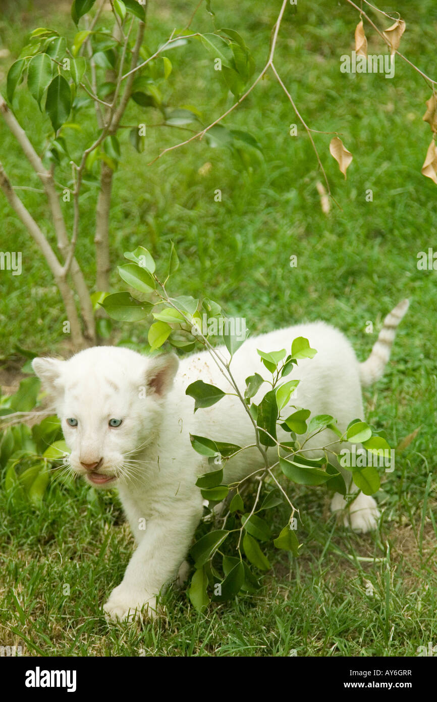 White Bengal Tiger cub in Buenos Aires Zoo, Argentina Stock Photo - Alamy