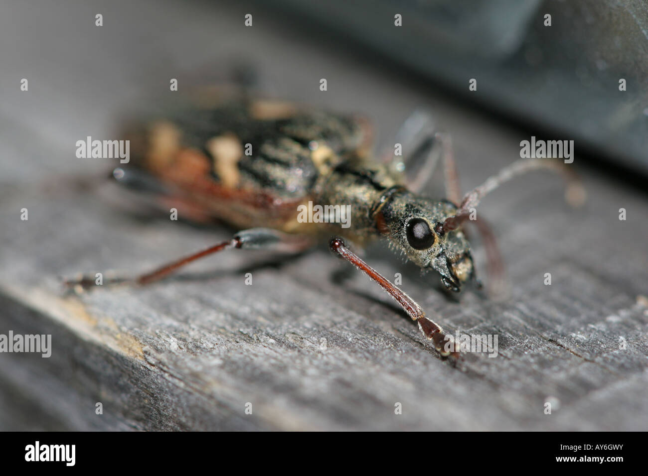 Insect crawling along on silvery wooden surface Stock Photo - Alamy