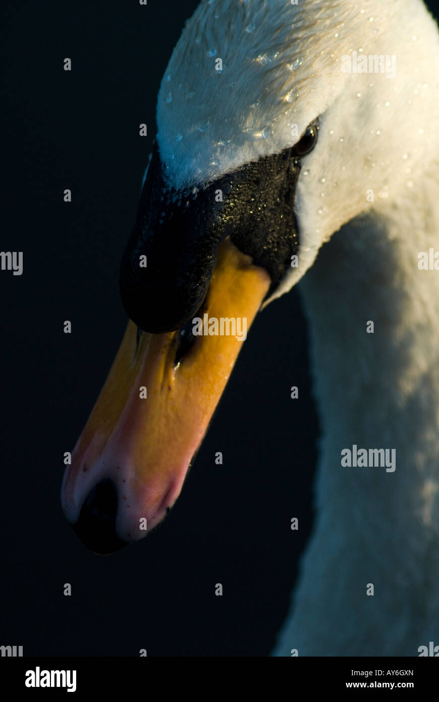 Swan face hi-res stock photography and images - Alamy
