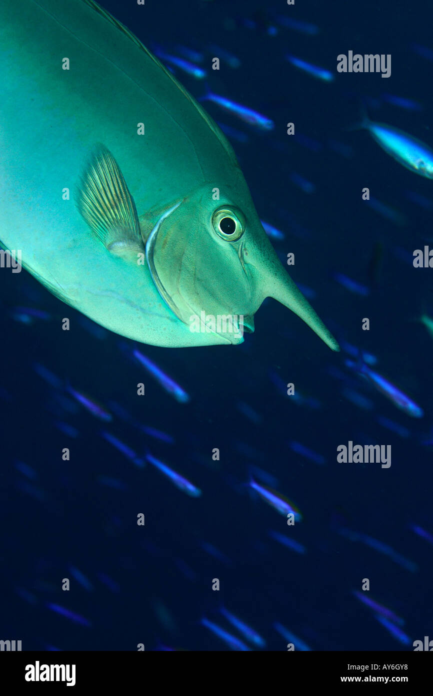 Naso annulatus hi-res stock photography and images - Alamy