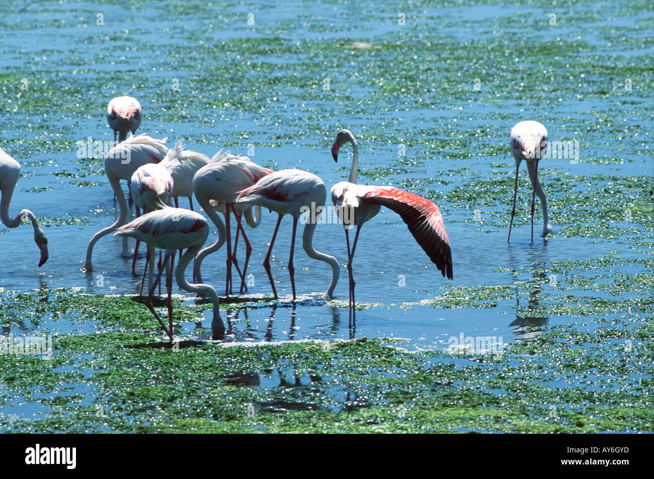 Provence Bouches du Rhône Camargue Flamant Roses Stock Photo - Alamy