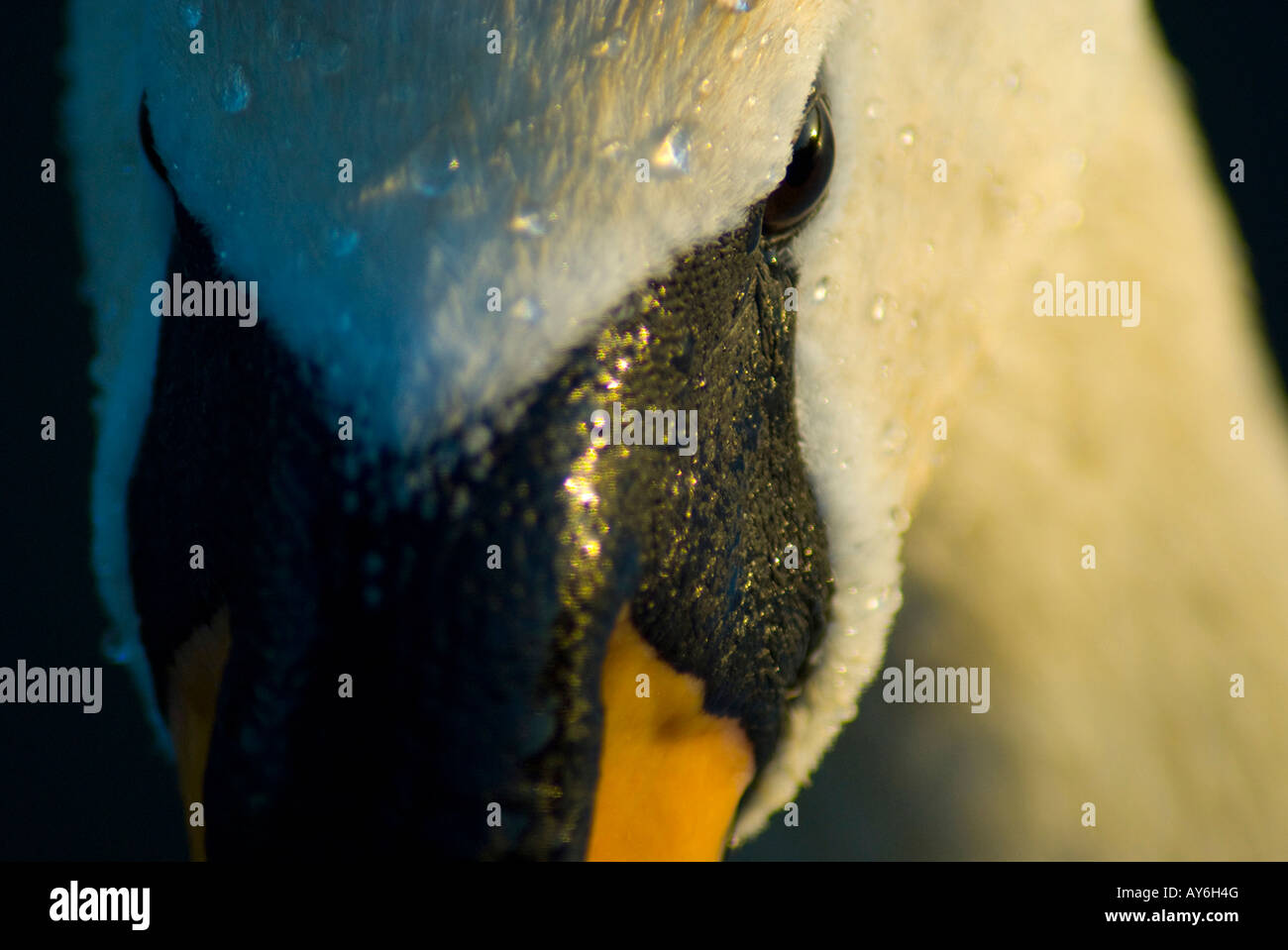 A close up of swans face Stock Photo - Alamy