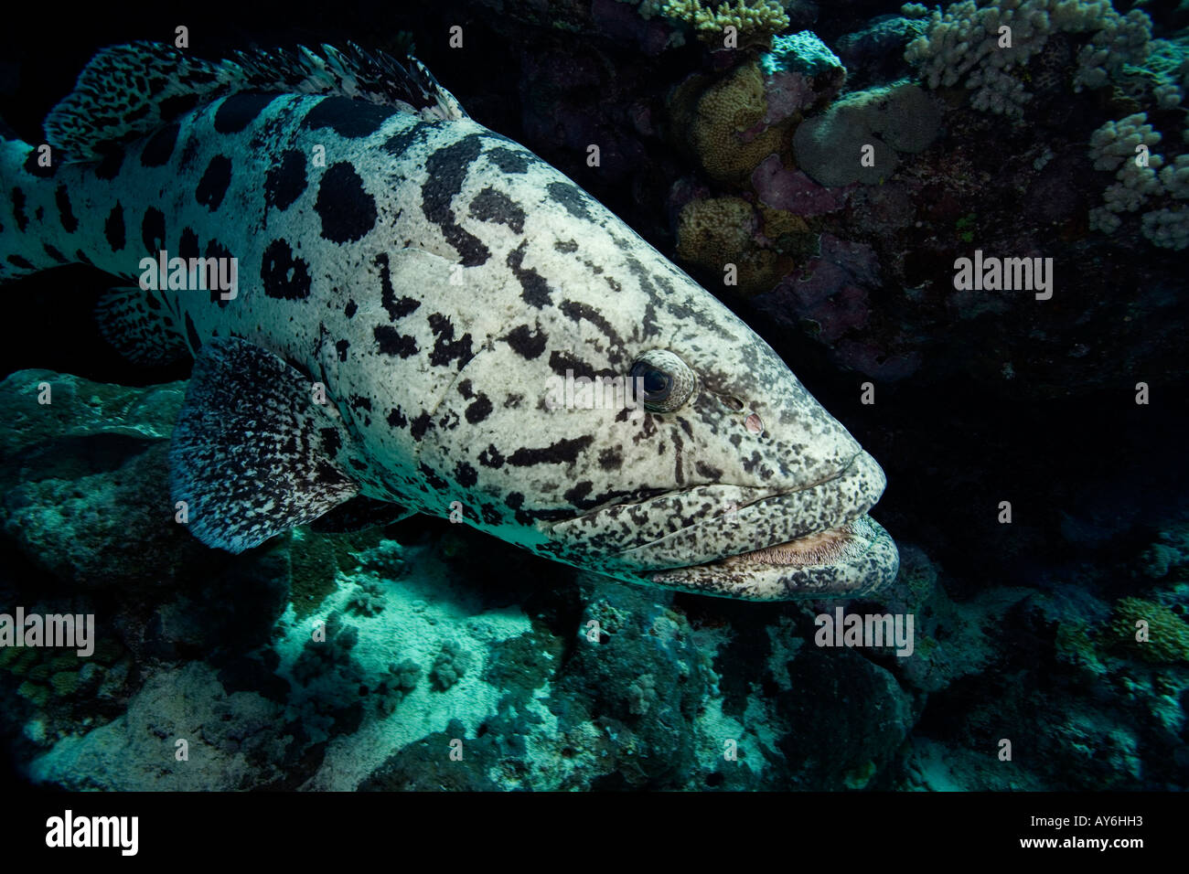 POTATO COD EPINEPHELUS TUKULA GREAT BARRIER REEF COD HOLE AUSTRALIA ...