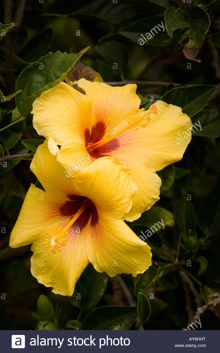 Hawaii State Flower Stock Photos & Hawaii State Flower Stock Images - Alamy