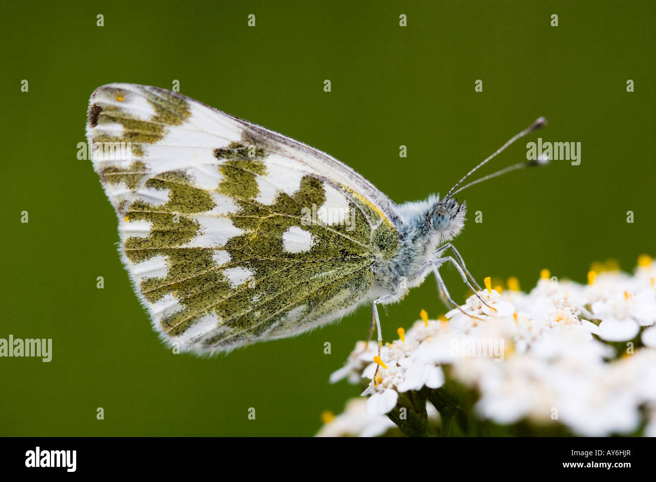 Bath White butterfly Pontia daplidice resting on a yarrow flower ...