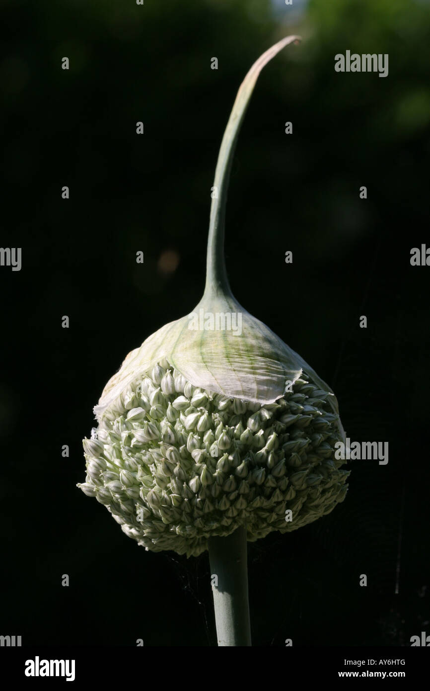 Leek seed head showing seeds emerging from underneath papery skin Stock ...