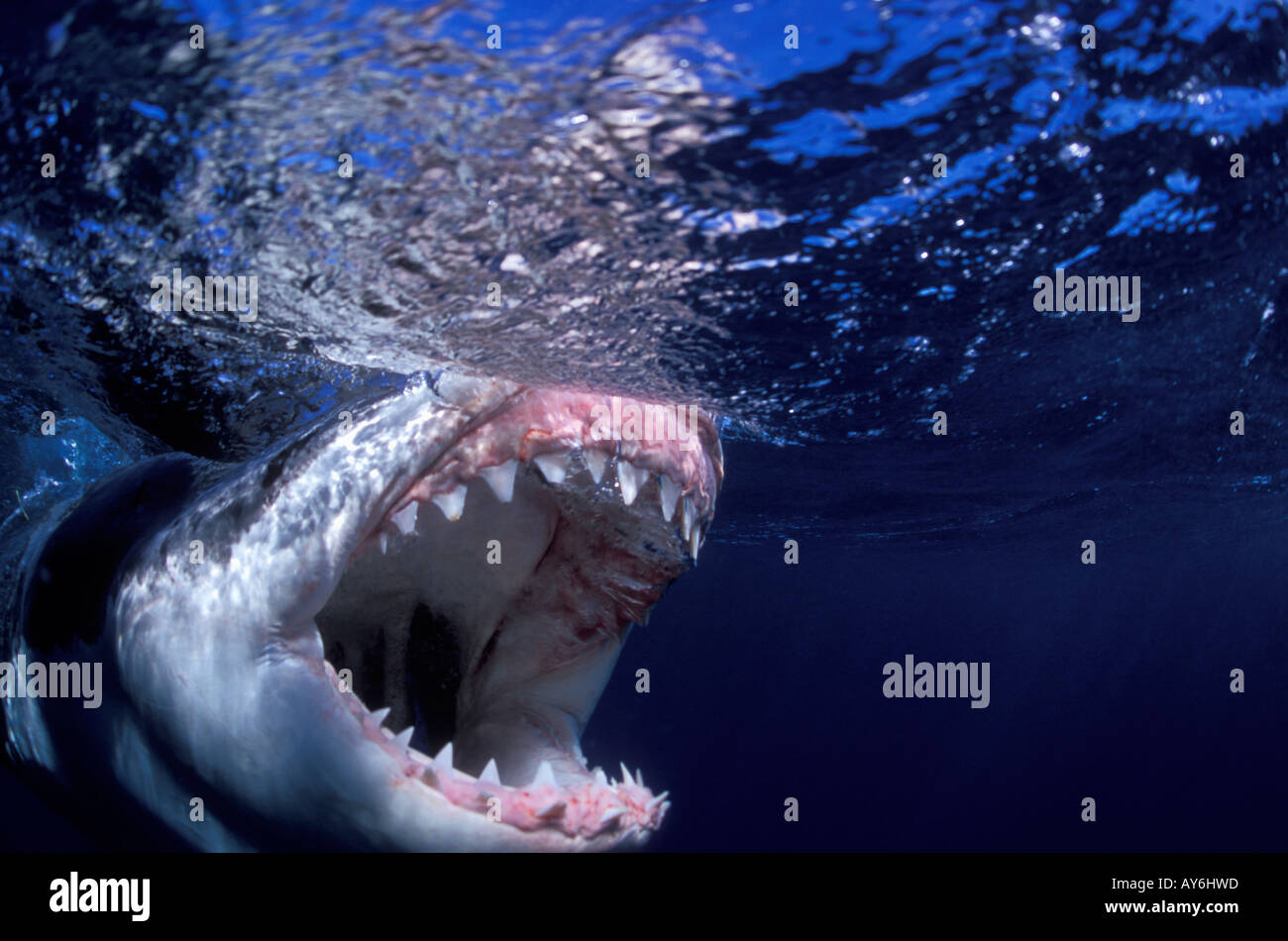 Great white shark jaws open mouth hi-res stock photography and images ...