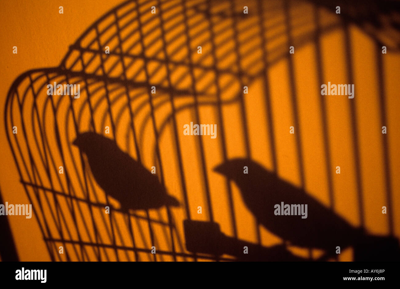 bird cage shadow Stock Photo - Alamy