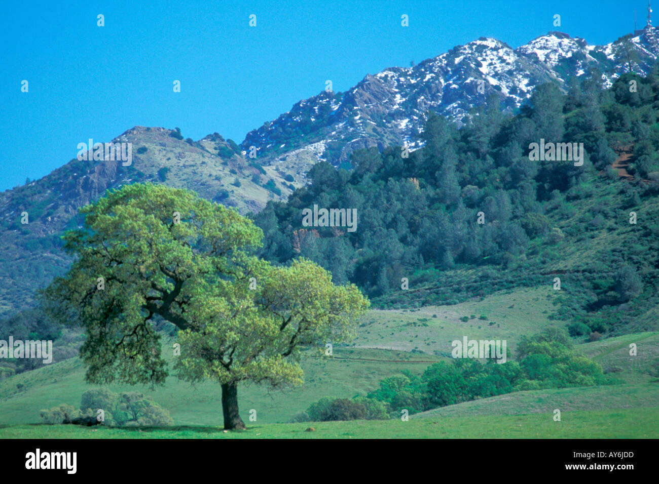 green spring on Mount Diablo with oak tree Stock Photo - Alamy