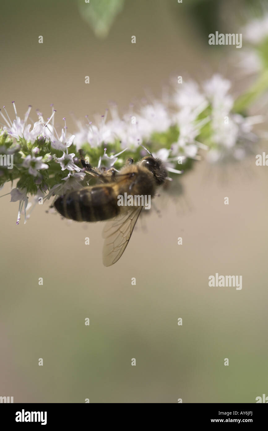 Honey bee on white flower Stock Photo - Alamy