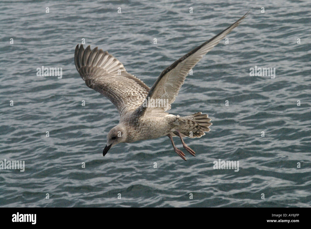 seagull in flight Stock Photo - Alamy