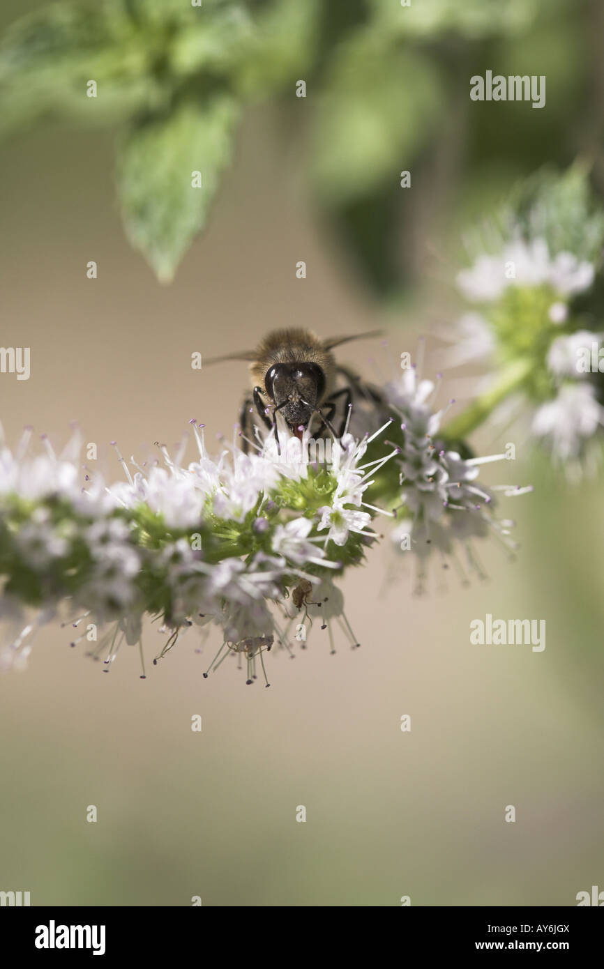 Honey bee on white flower Stock Photo - Alamy