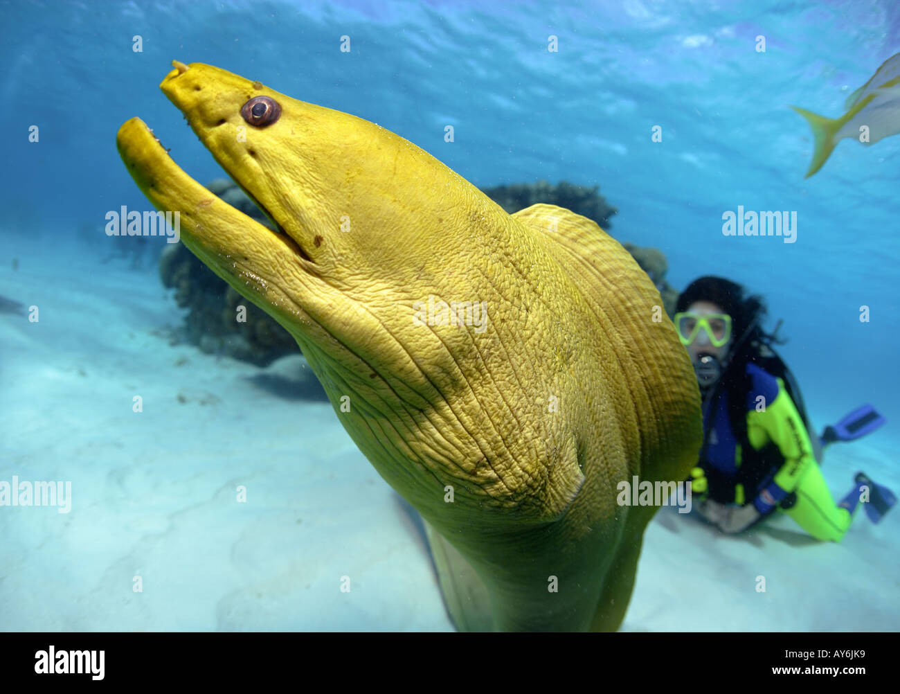 Green Moray Eel With Diver