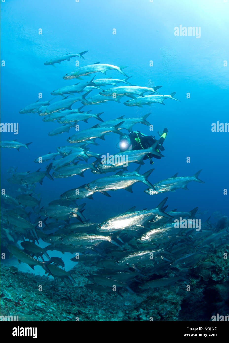 A MALE SCUBA DIVER ILLUMINATES A SCHOOL OF ATLANTIC TARPON MEGALOPS ...