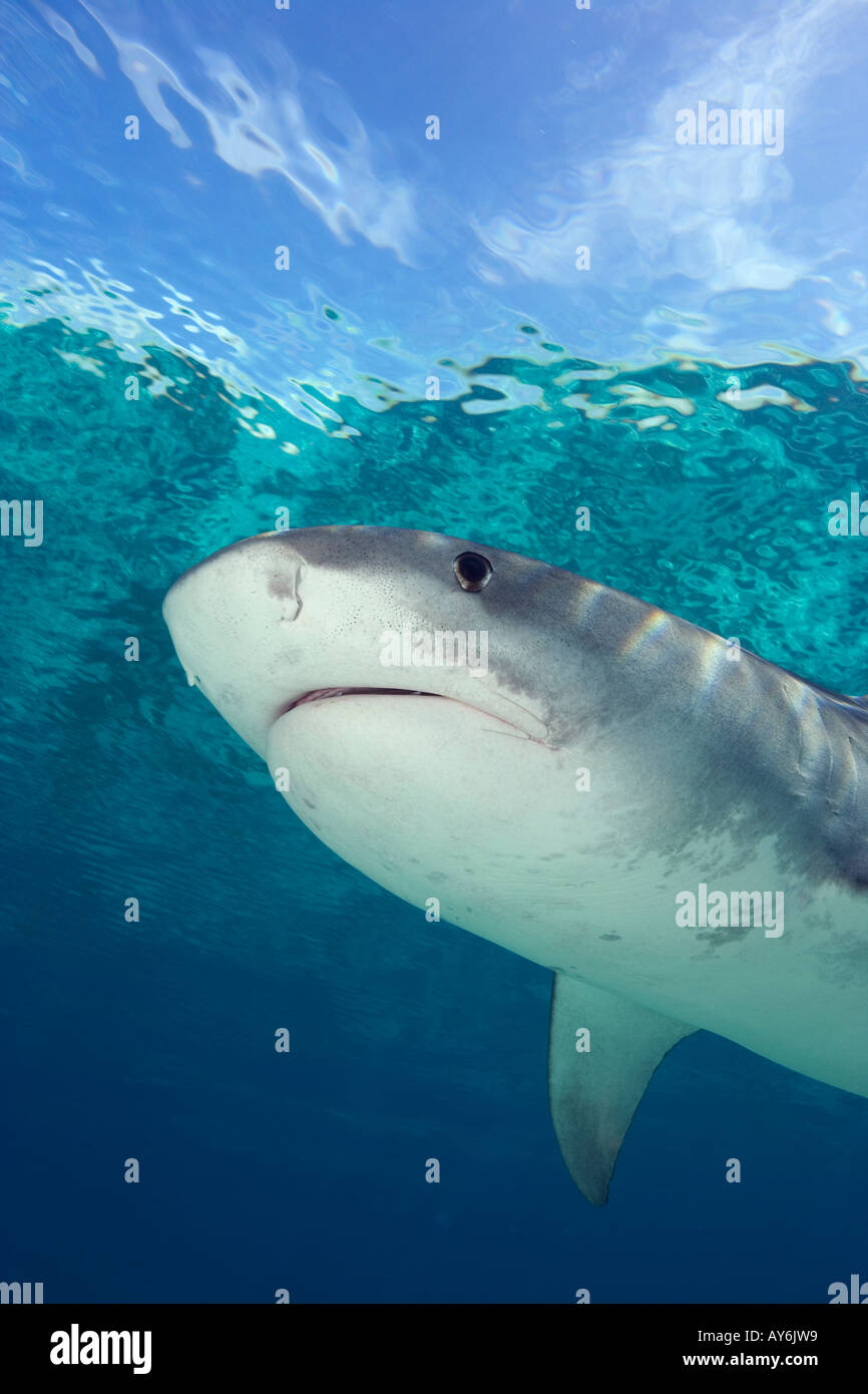 TIGER SHARK GALEOCERDO CUVIER PHOTOGRAPHED OFF OF WEST END GRAND BAHAMA ...