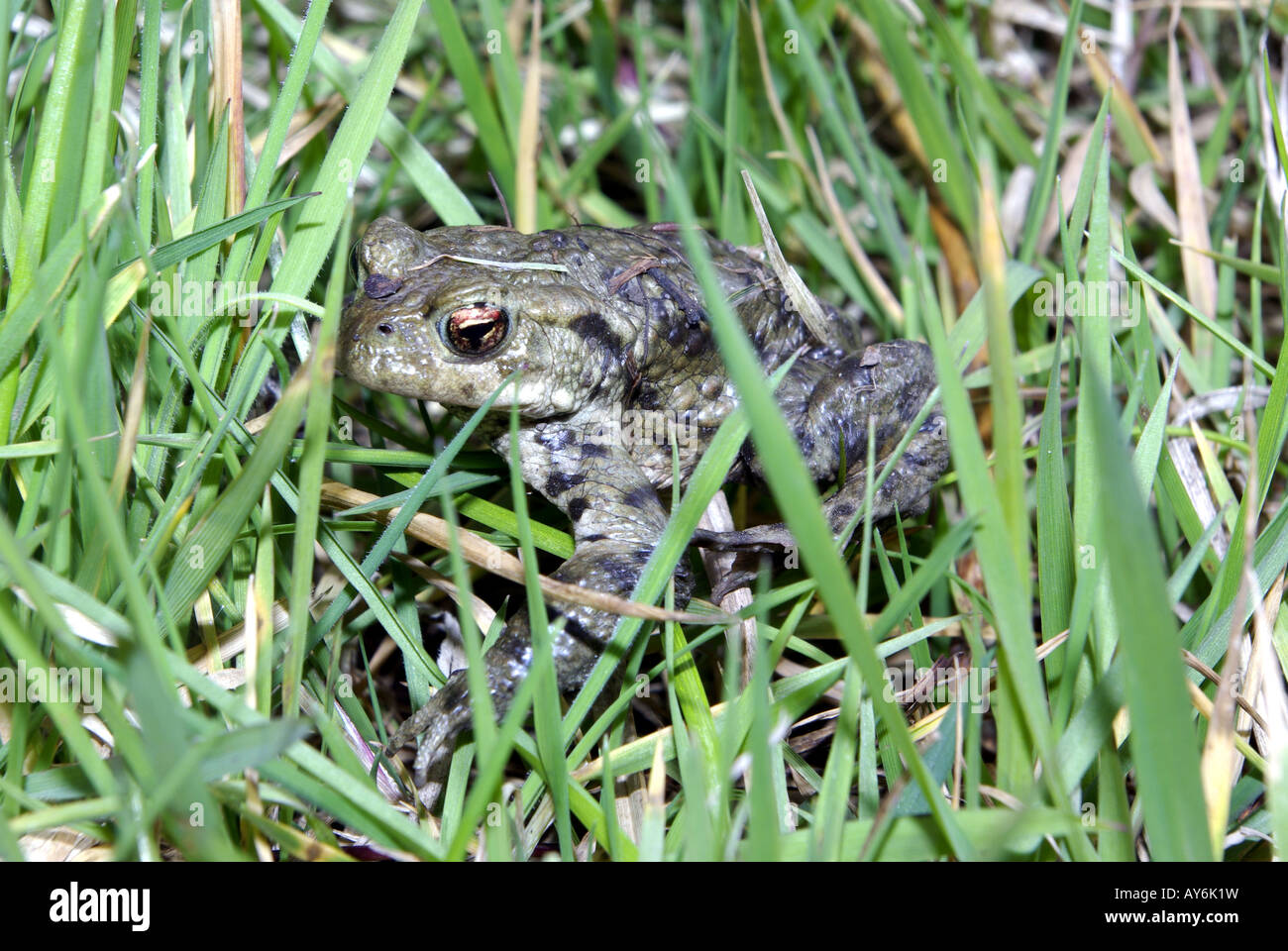 Toad in grass Stock Photo - Alamy