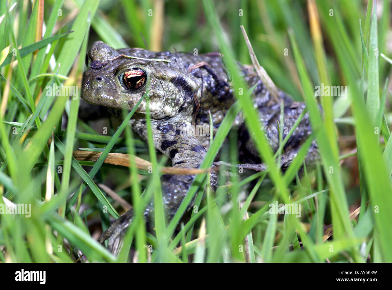 Toad in grass Stock Photo - Alamy