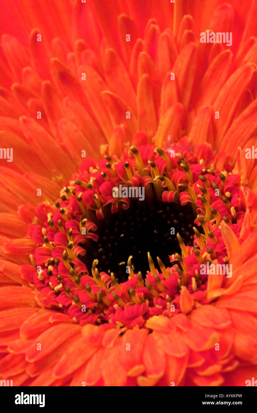 Red Gerbera close-up view Stock Photo - Alamy