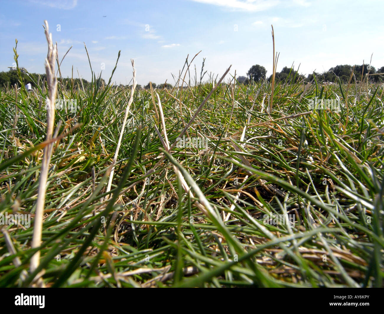 A Grass Level View of Hyde Park During the Summertime Stock Photo - Alamy