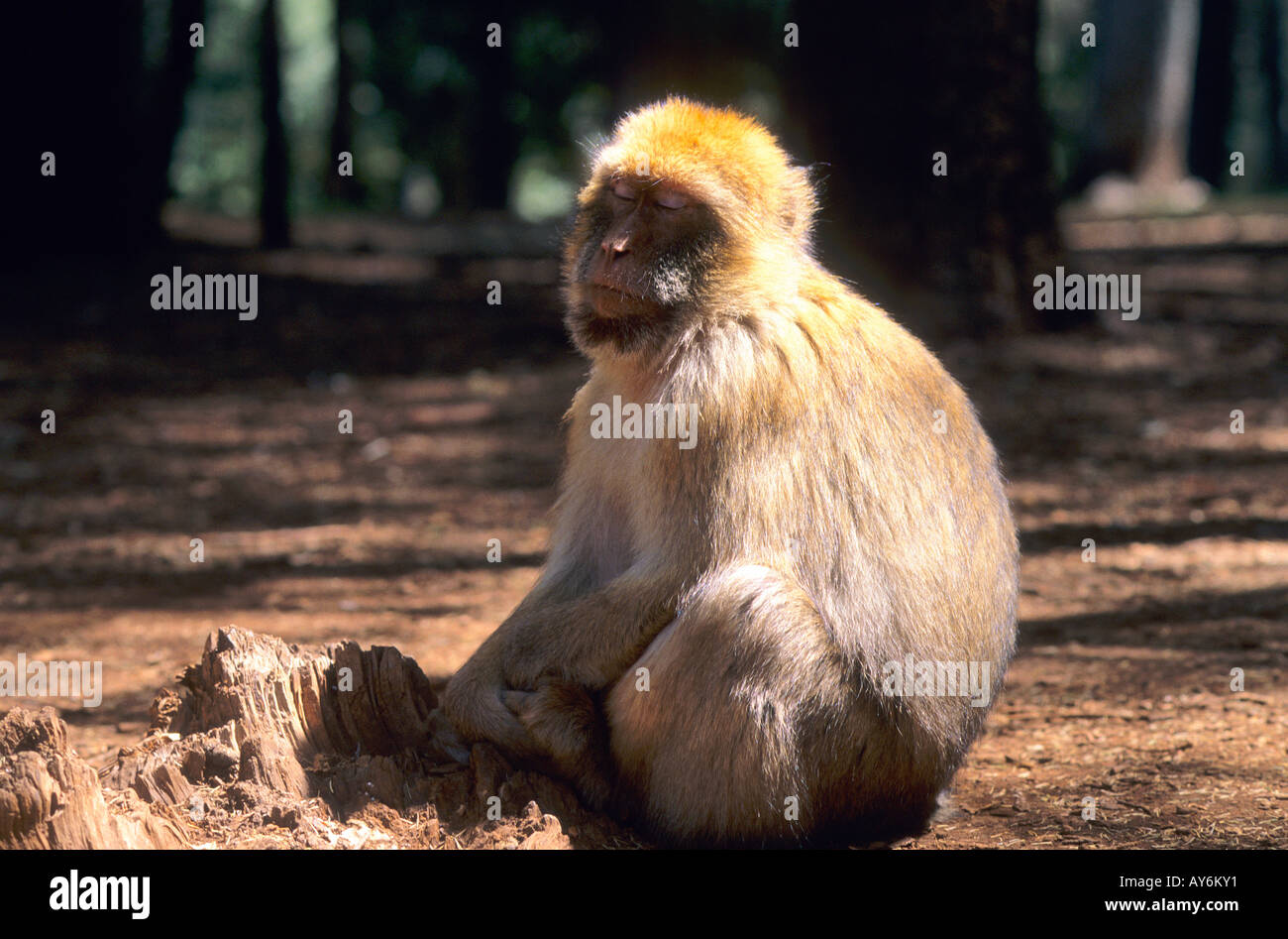 Azrou cedar forest, morocco hi-res stock photography and images - Alamy