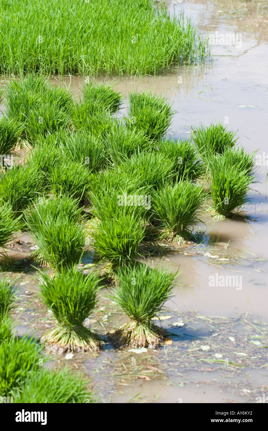 Paddy field in Lombok, Indonesia Stock Photo - Alamy