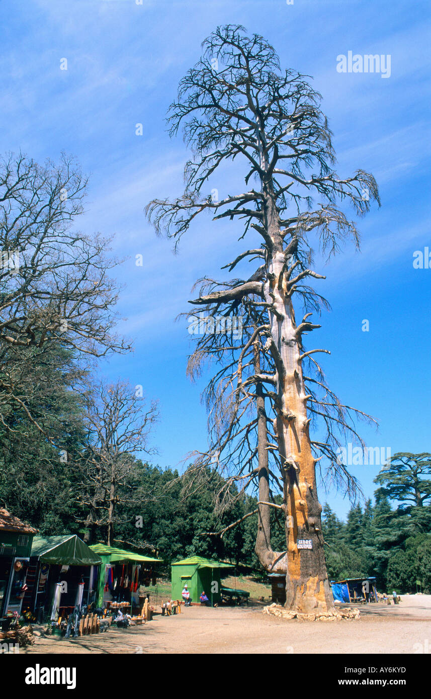 Cedre gouraud forest hi-res stock photography and images - Alamy