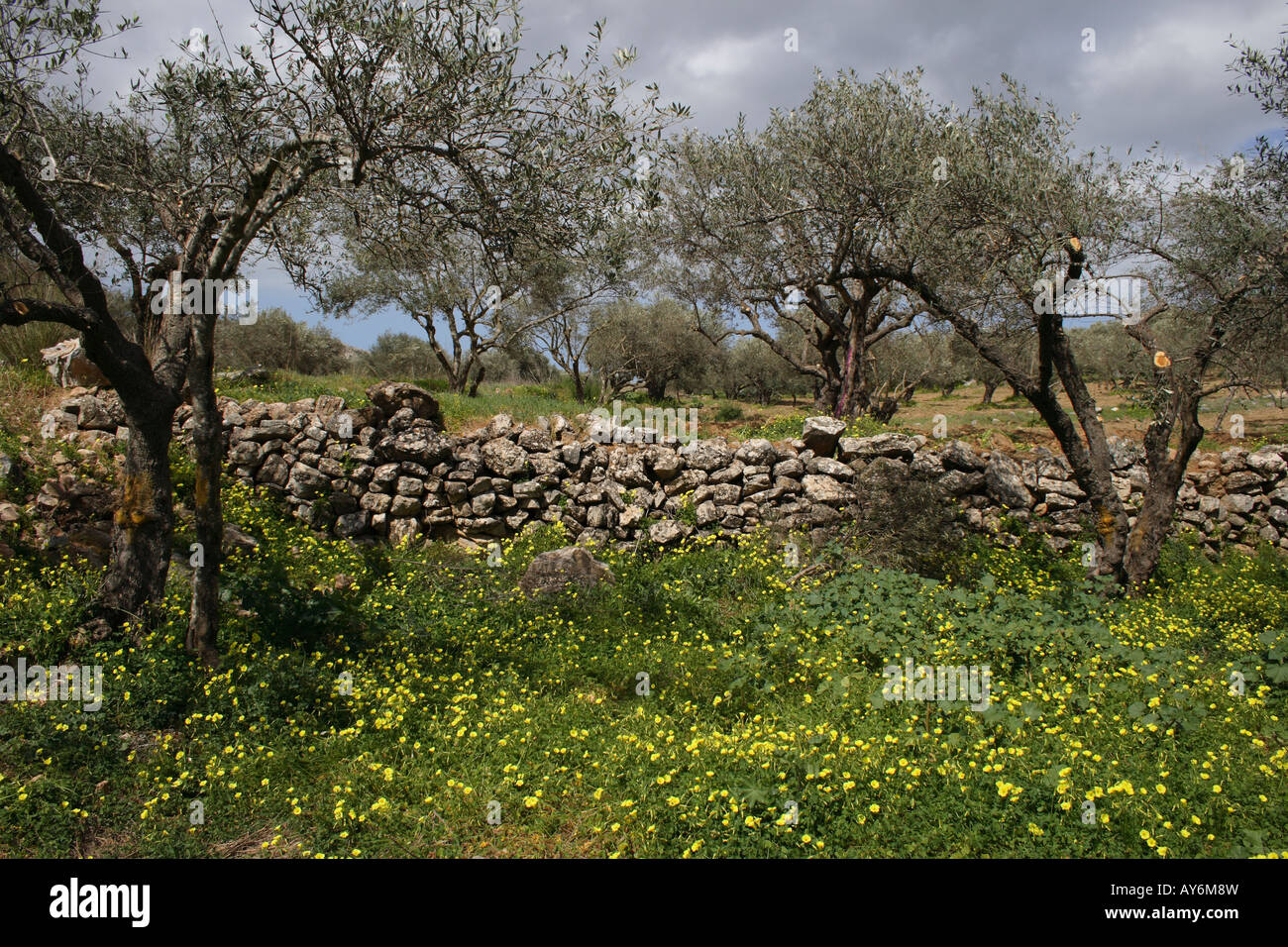olive trees (Oleaceae) on Crete Island, Greece, Europe. Photo by Willy ...