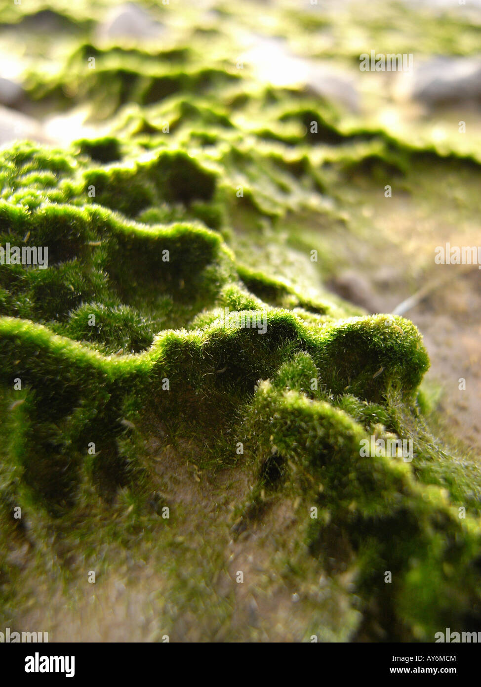 Moss Growing on the Banks of the River Thames Stock Photo - Alamy